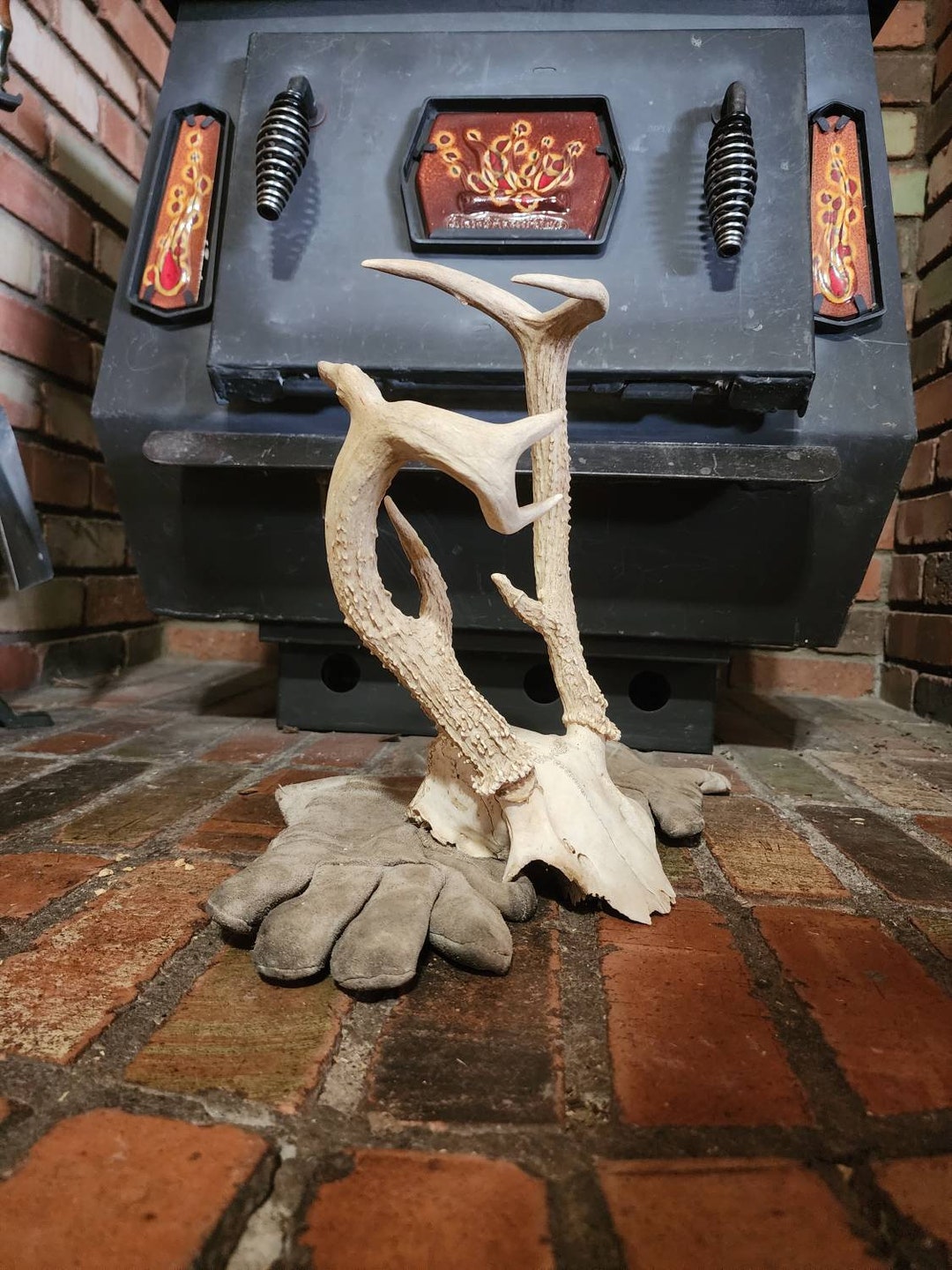 Weird Taxidermy, REAL Coues Deer Antlers, Real Animal Skulls, Real Deer ...