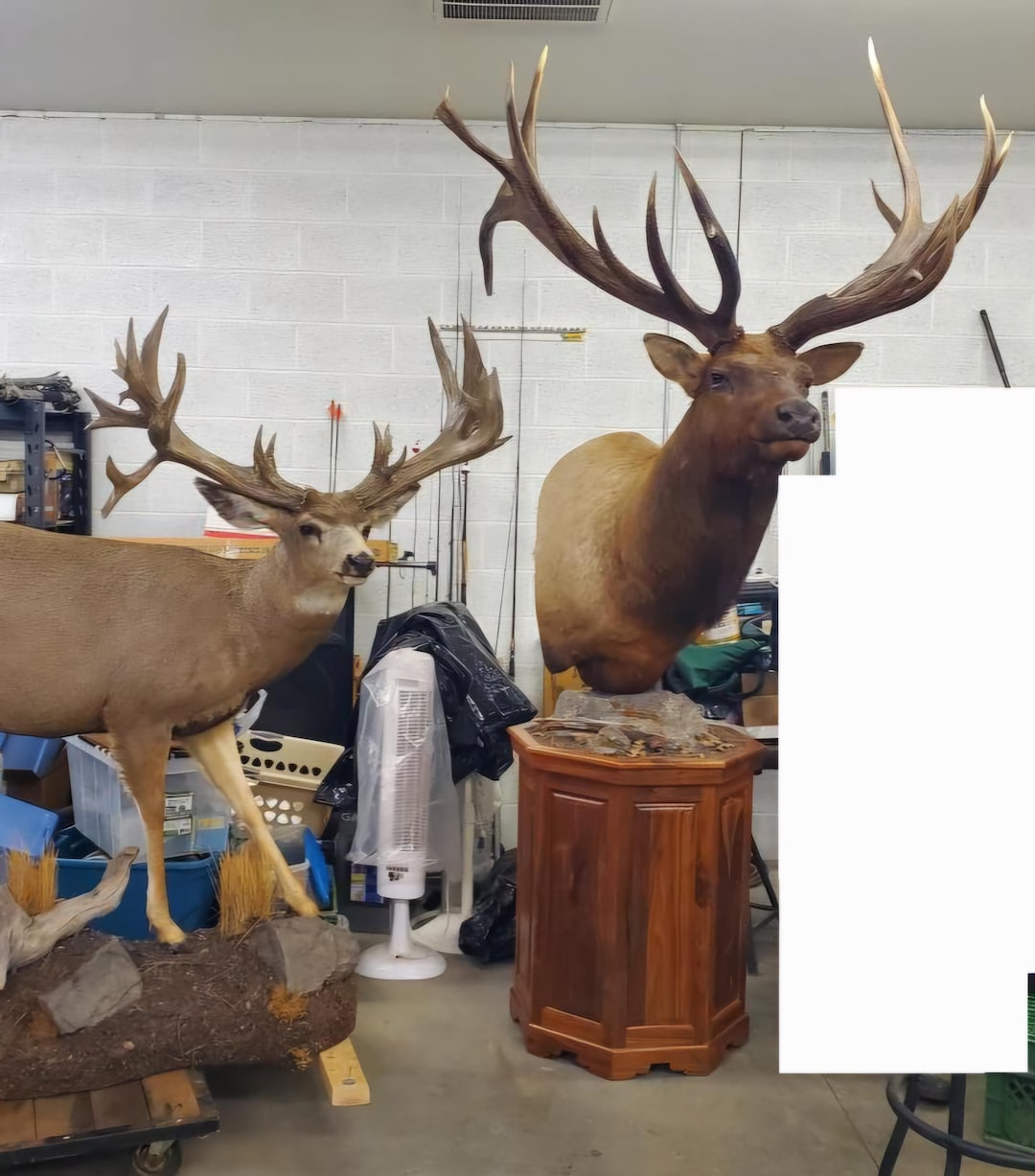 RARE World Record Mule Deer Full Body Mount, the Buck of Justice ...