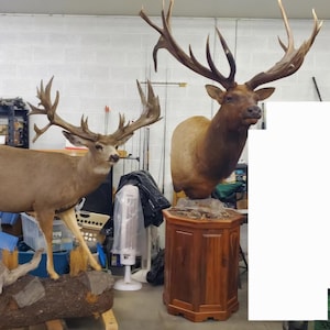 RARE World Record Mule Deer Full Body Mount, the Buck of Justice ...