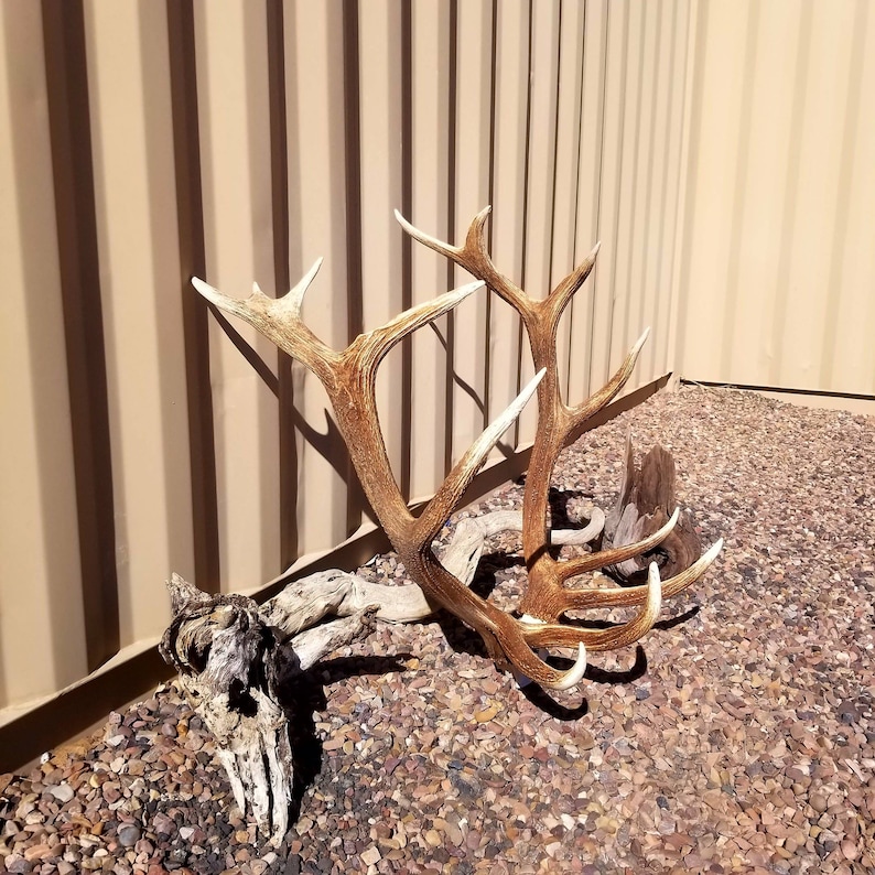 HUGE Real Elk Skull Antler SET Shed Antlers Matching Pair - Etsy