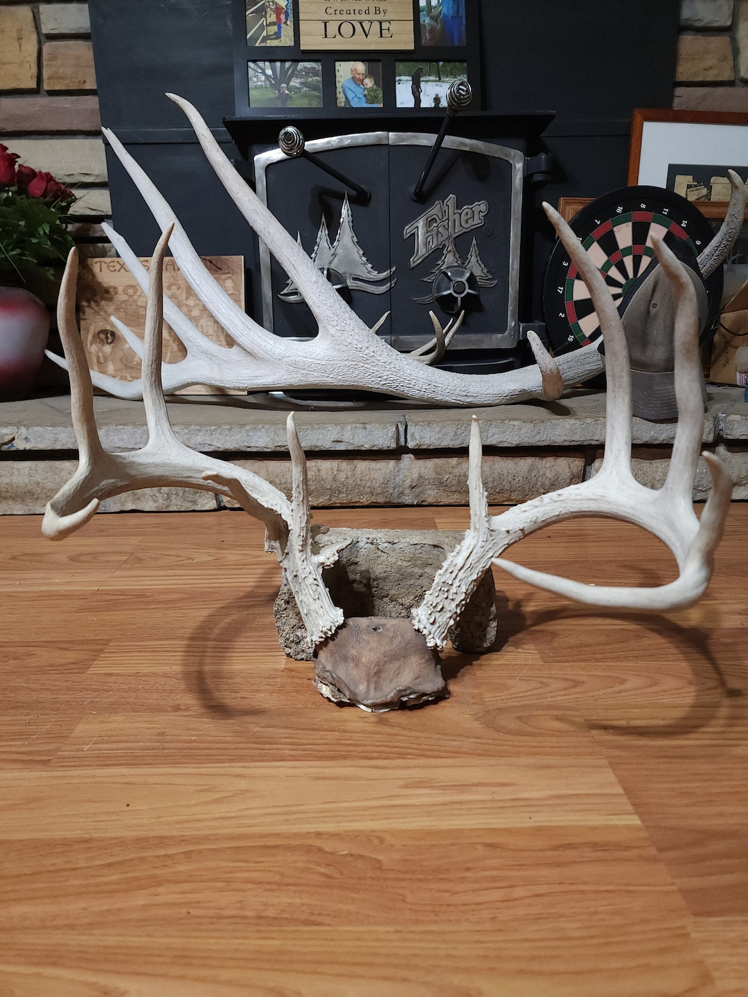 Weird Taxidermy, Real Deer/elk Skull Brown Antlers, Large Mule Deer ...