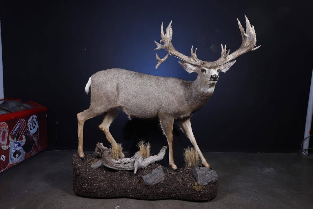 Récord mundial de ciervo mulo de cuerpo entero, El ciervo de la ...