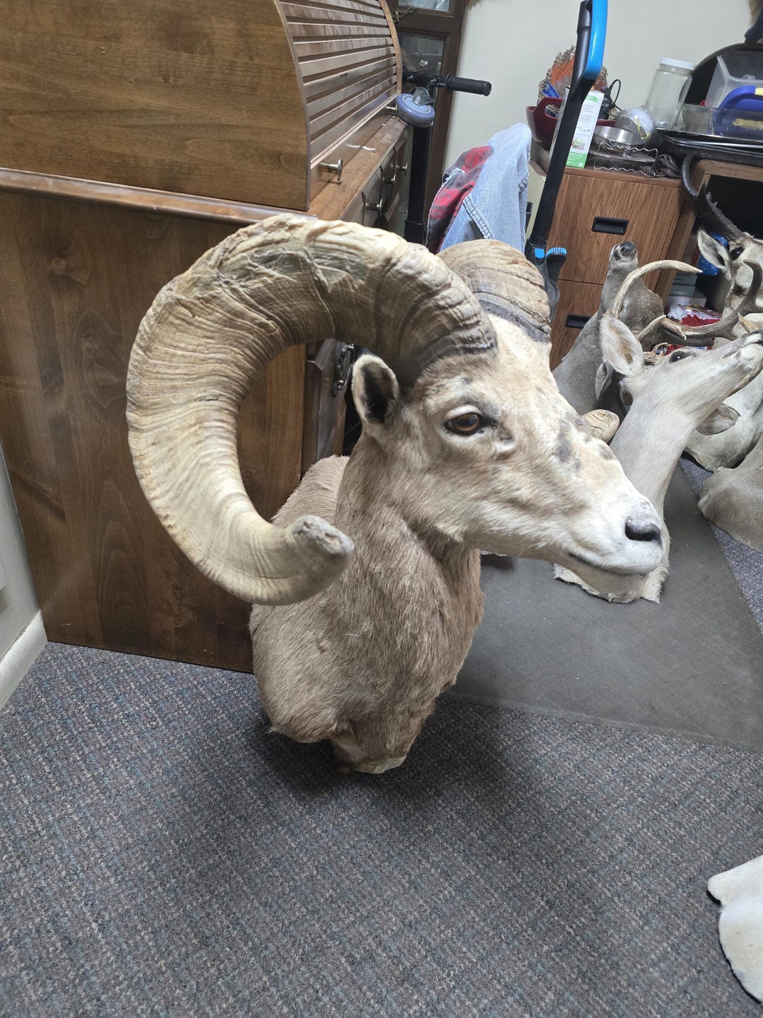 Giant Desert Bighorn Sheep Shoulder Mount, Vintage Trophy Taxidermy ...