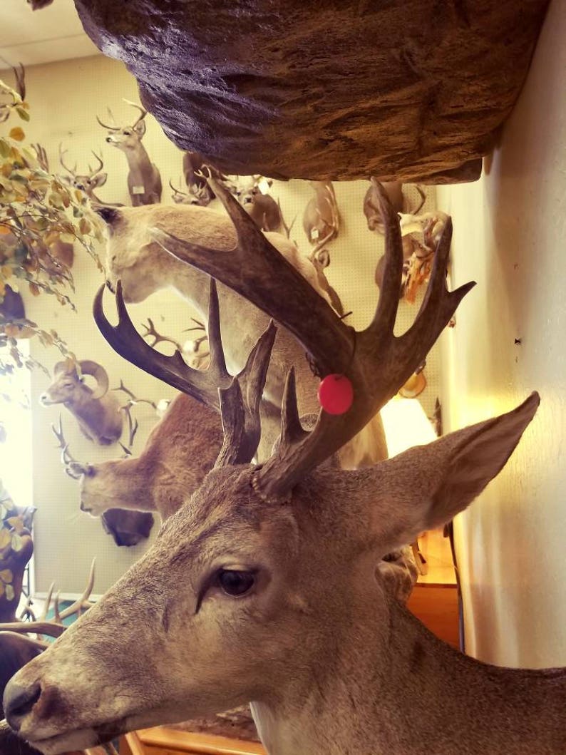 Vintage Coues Deer Mount Antlers Whitetail Shed Antlers. | Etsy