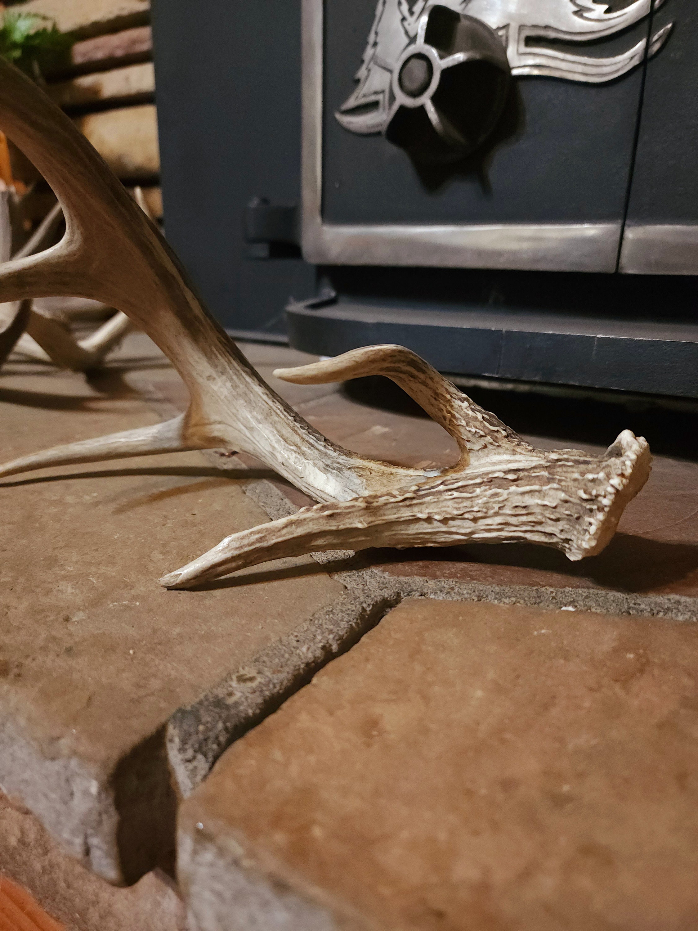 ANTLERS FOR CHARITY Nontypical Real Deer Antler Whitetail - Etsy