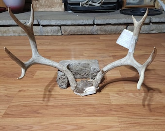 Weird Taxidermy, Real Deer/elk Skull Brown Antlers, Coues Deer, Vintage ...