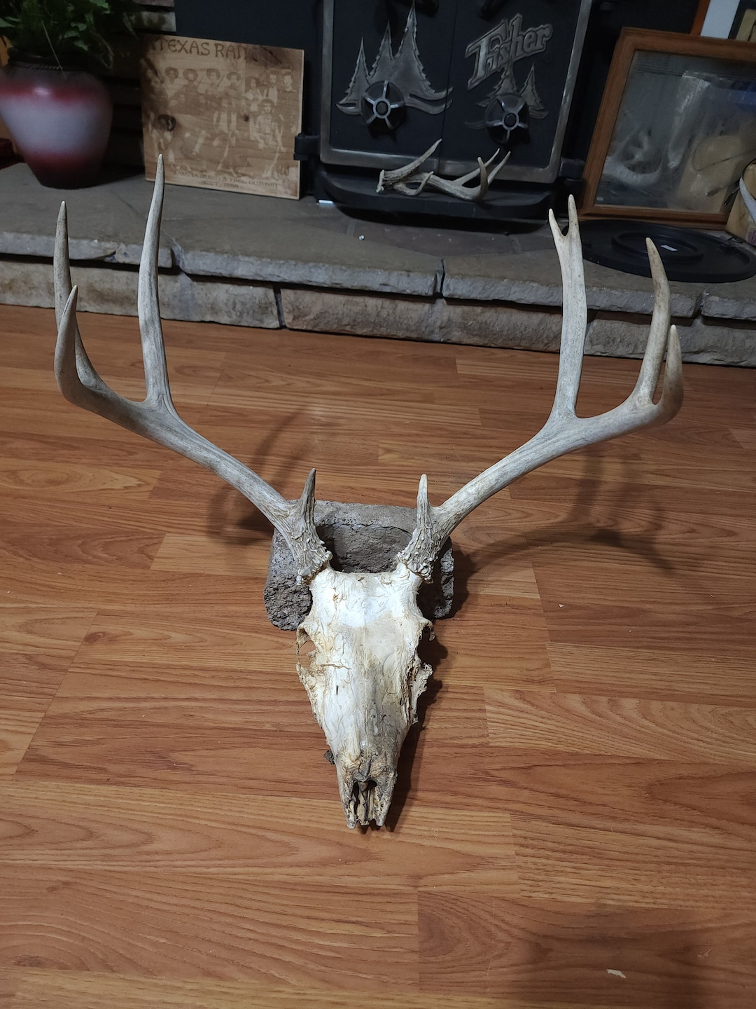 Weird Taxidermy, Real Deer/elk Skull Brown Antlers, Large Mule Deer ...