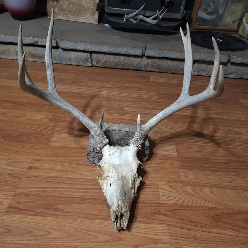 Real Deer Antlers - Etsy