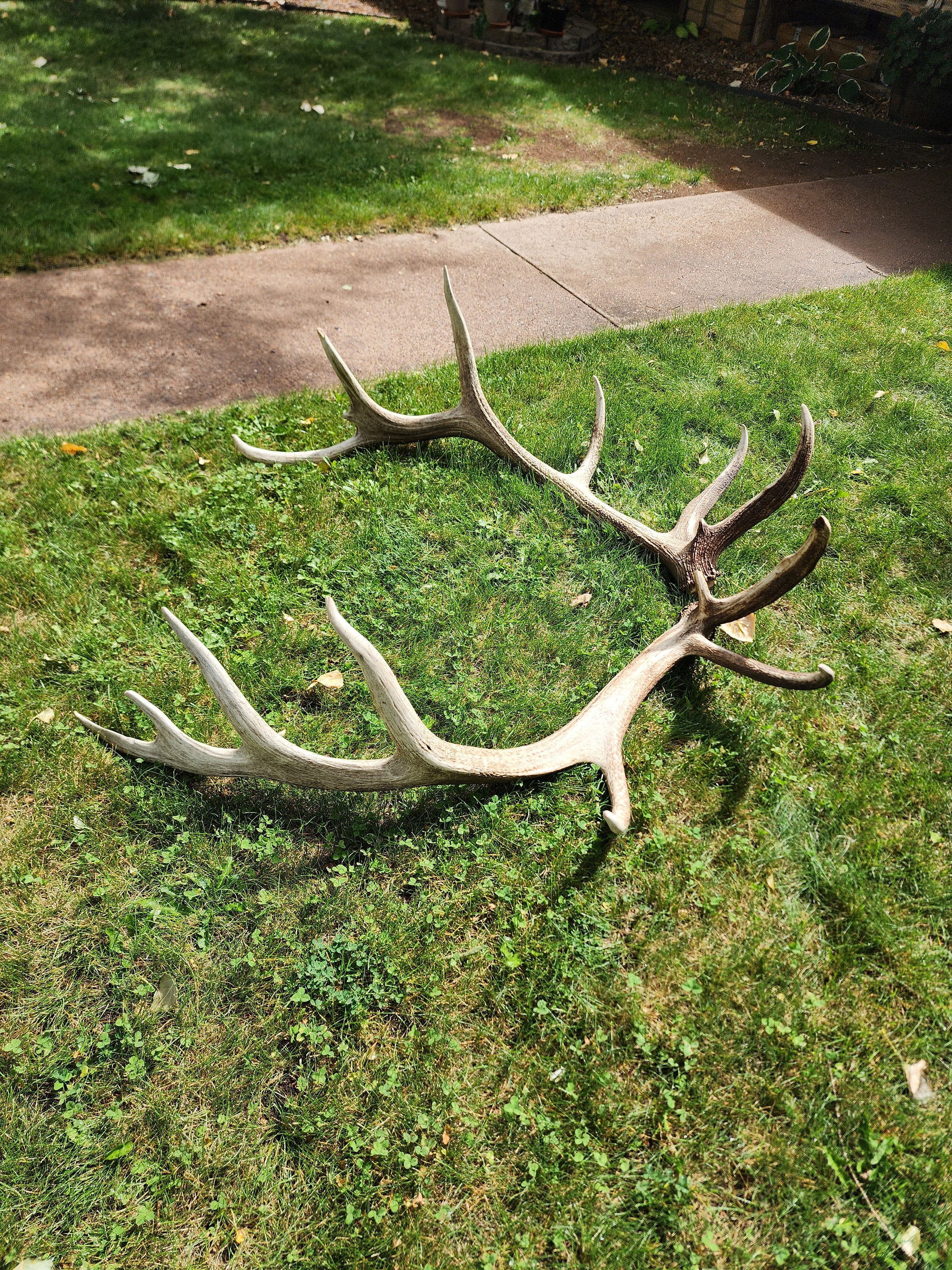 Huge Deer Antlers