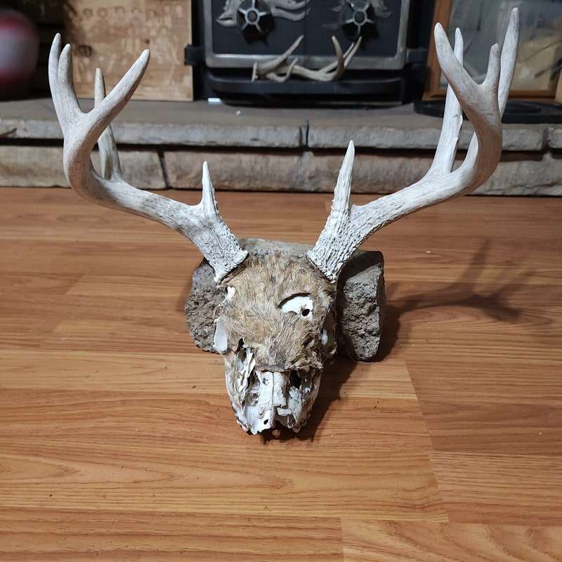 Real Antlers - Etsy