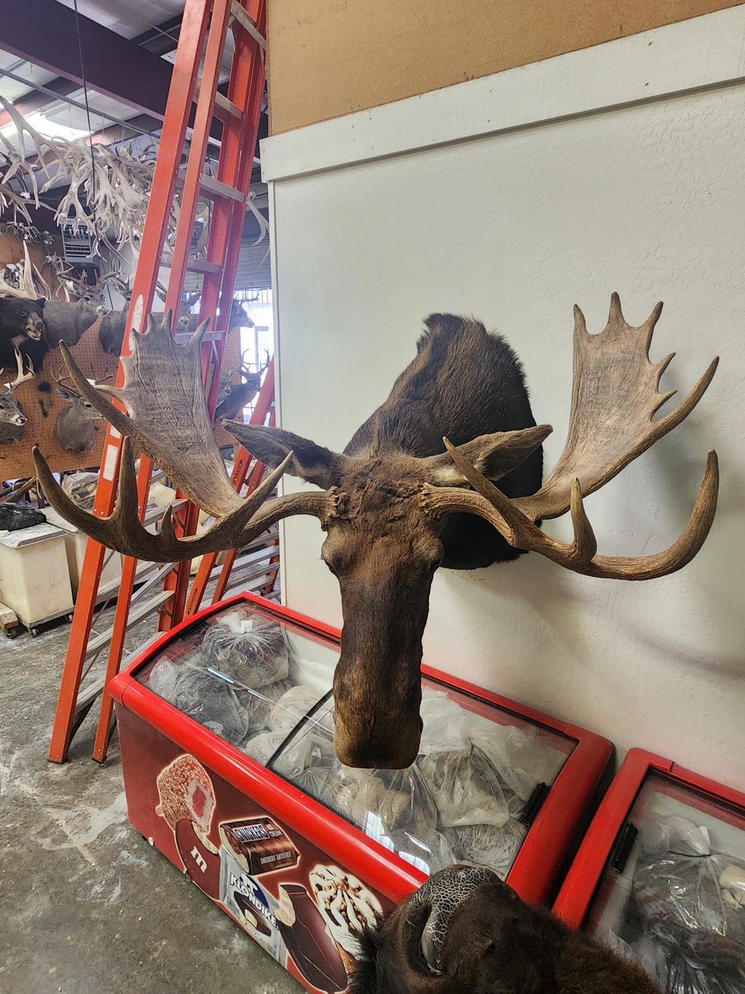 Alaskan Moose Taxidermy Shoulder Mount, Real Antlers, Log Cabin Decor ...