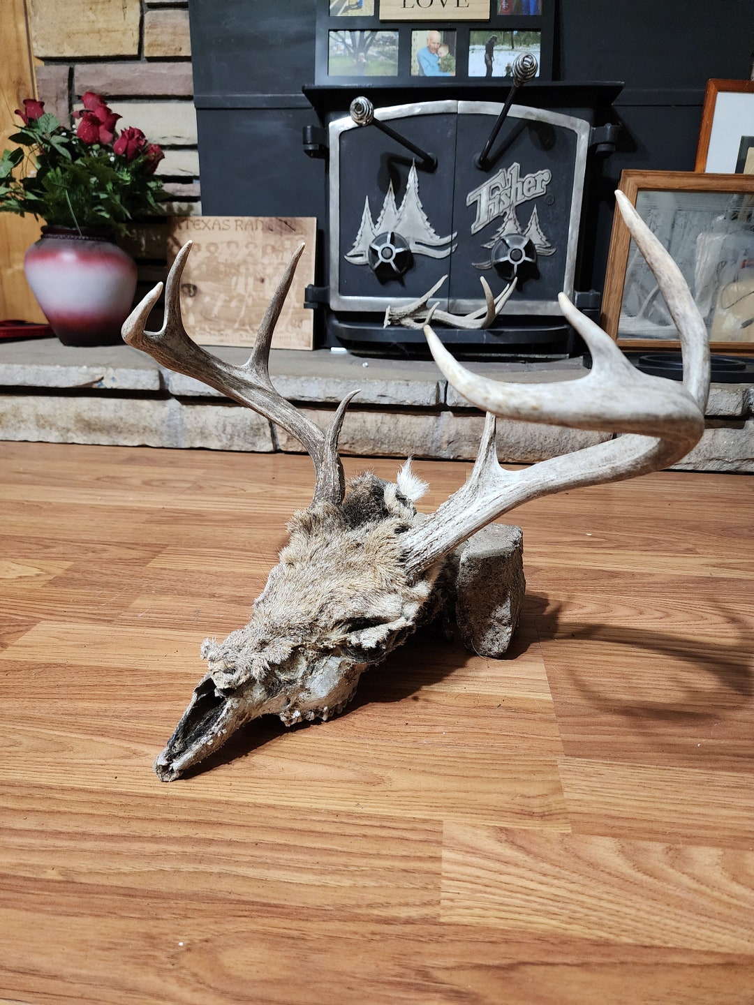 Weird Taxidermy, Real Deer/elk Skull Brown Antlers, Coues Deer, Vintage ...