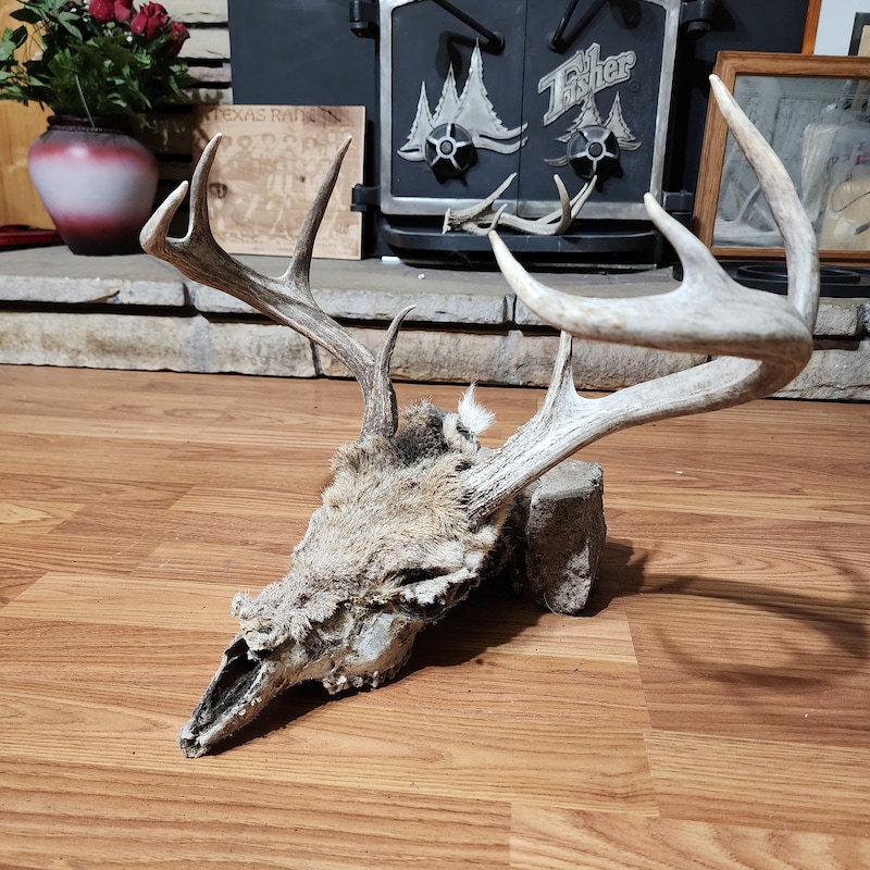 Real Mounted Deer Head - Etsy