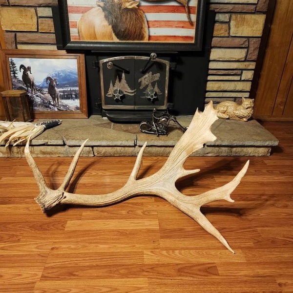 Elk Antler - Etsy