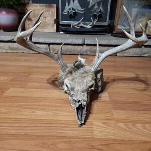 Weird Taxidermy, Real Deer/elk Skull Brown Antlers, Coues Deer, Vintage ...
