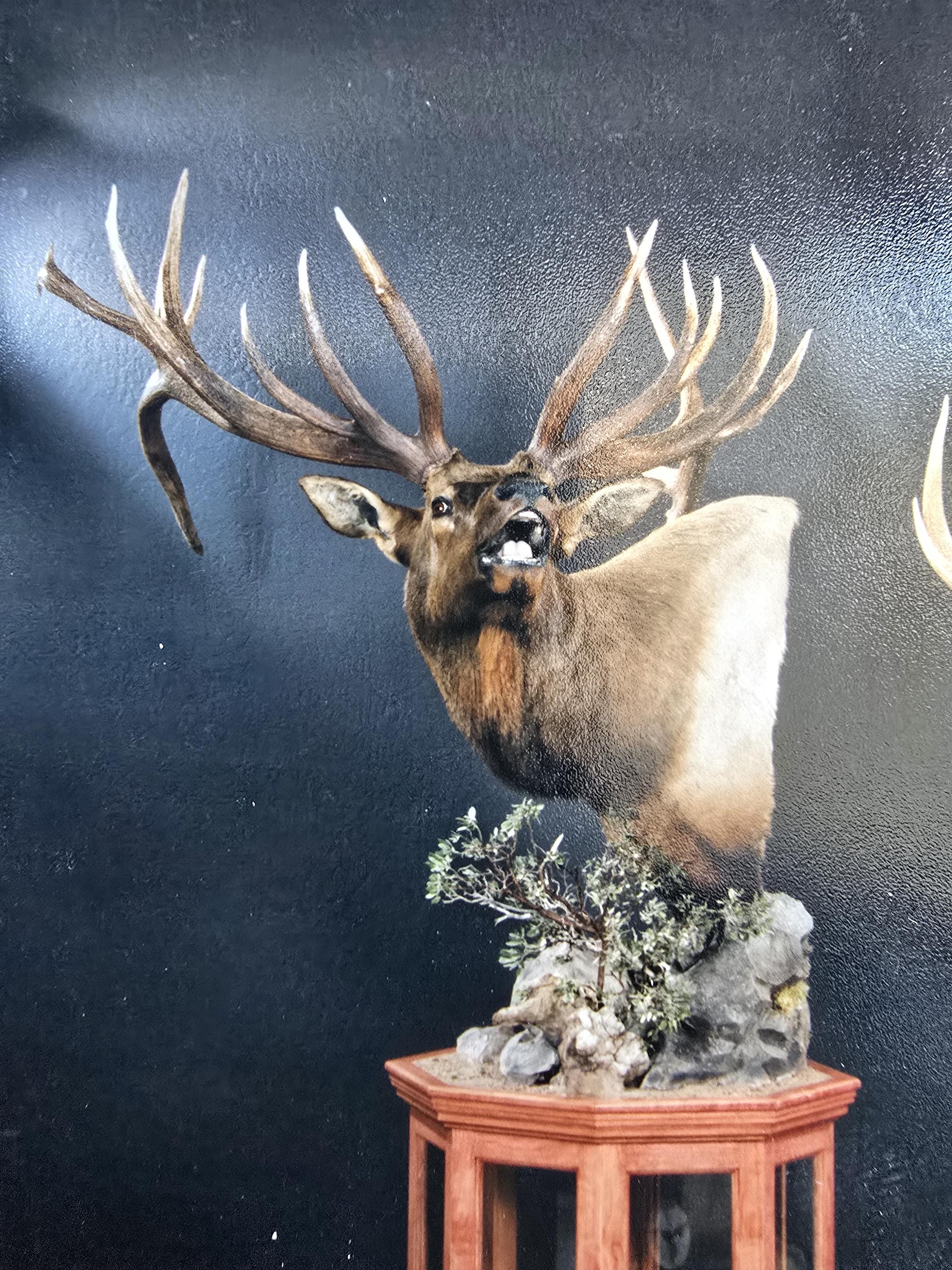 Rare World Record Mule Deer Taxidermy Full Body Mount - Etsy