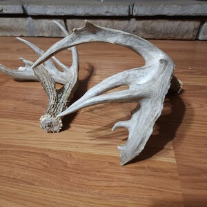 Real Deer Antler Set, Real Deer/elk Brown Antlers, Nontypical Coues ...