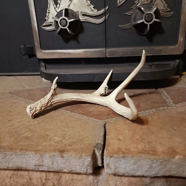Real Deer Antlers - Etsy