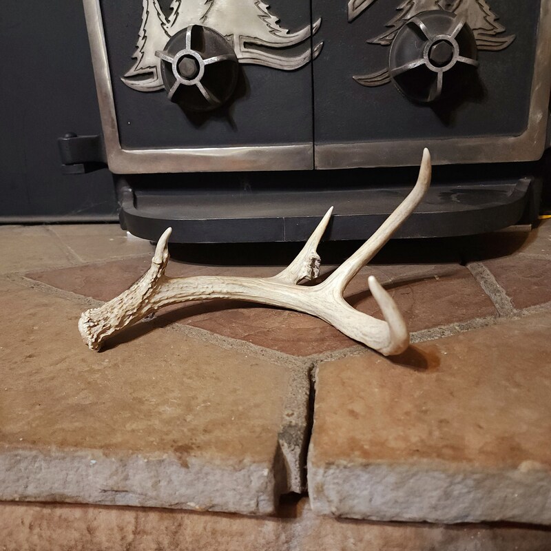 Real Antlers - Etsy