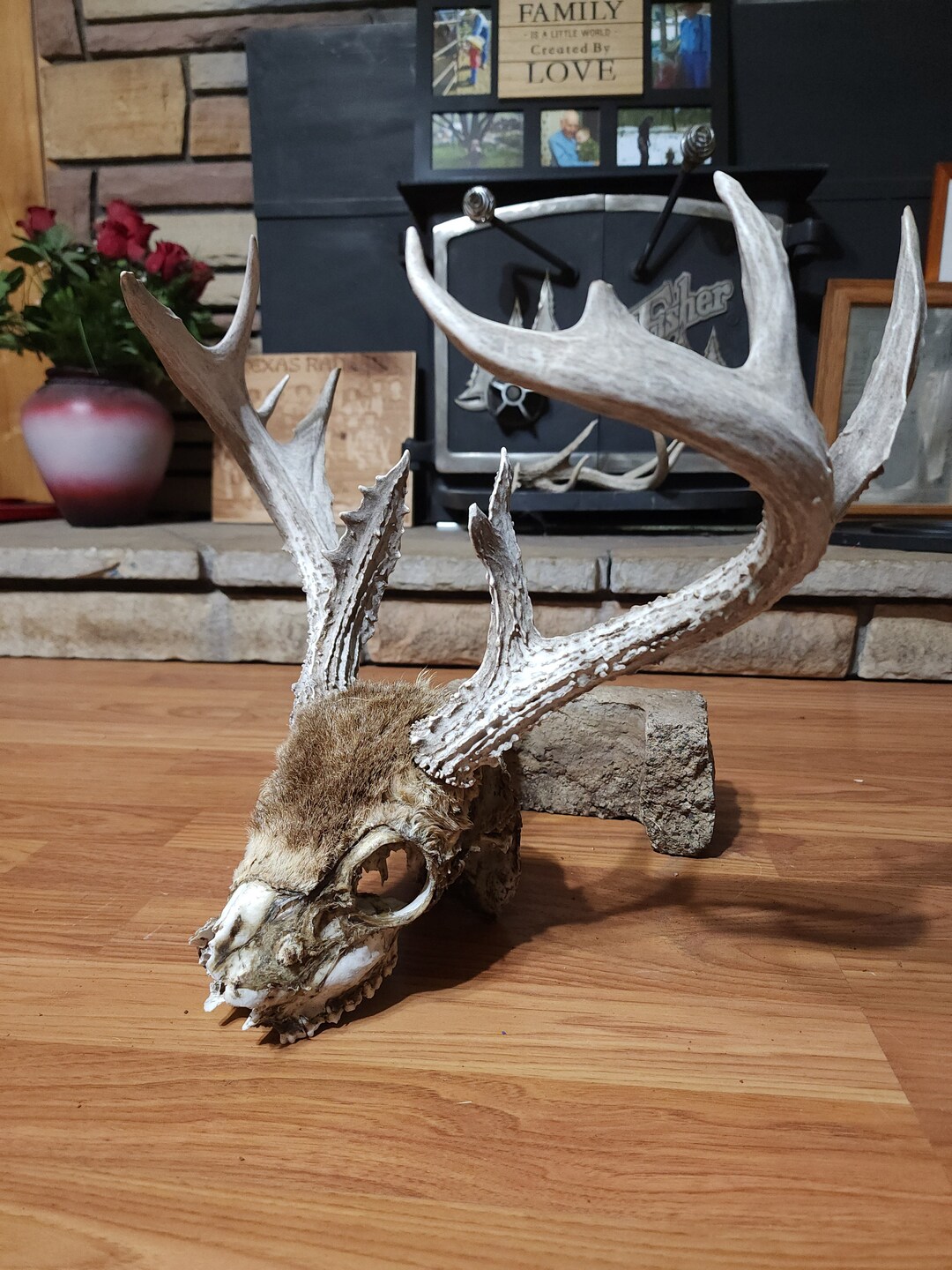 Weird Taxidermy, Real Deer/elk Skull Brown Antlers, Large Coues Deer ...