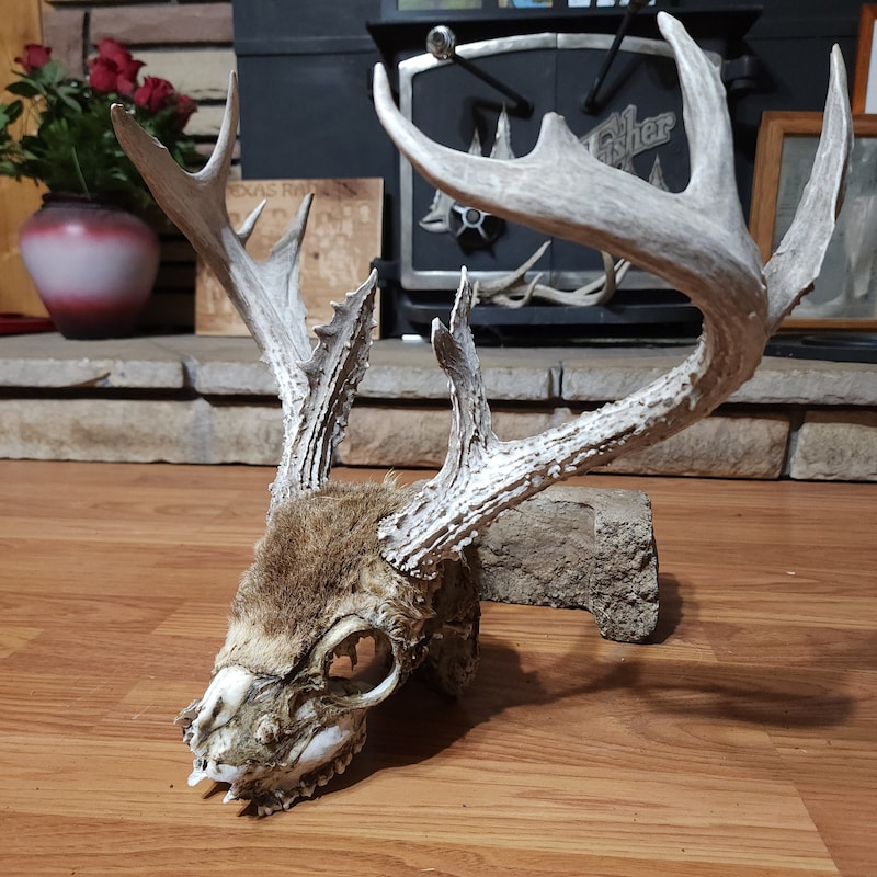 Real Antlers - Etsy