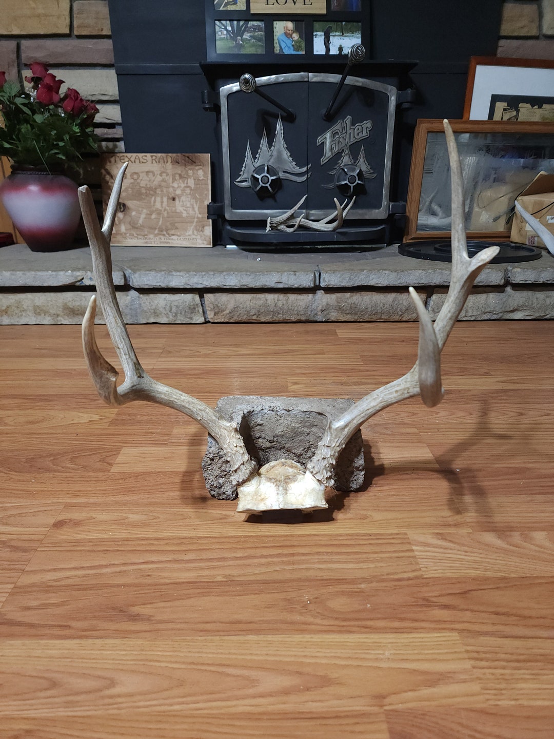 Weird Taxidermy, Real Deer/elk Skull Brown Antlers, Large Mule Deer ...