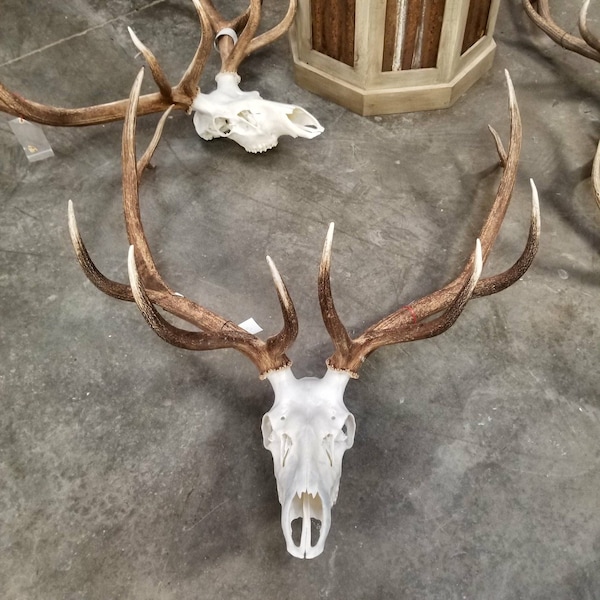 Elk Skull - Etsy