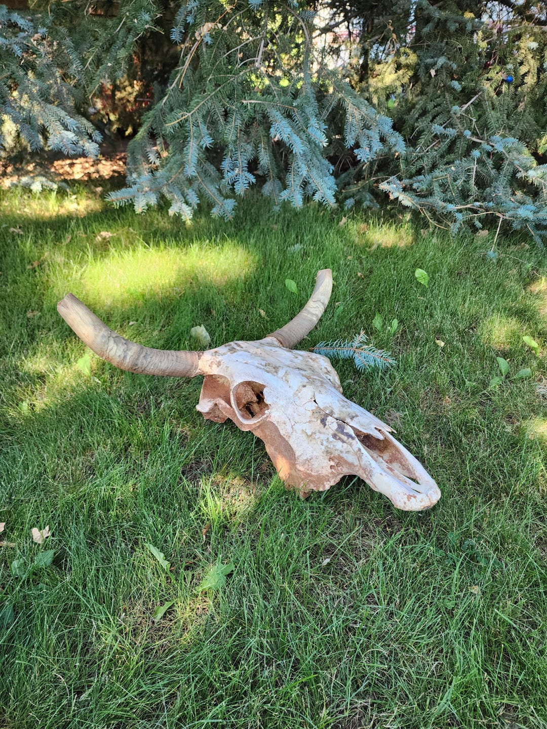 Real Animal Skull, Steer SKULL Taxidermy, Curiosity, Longhorn Skull ...