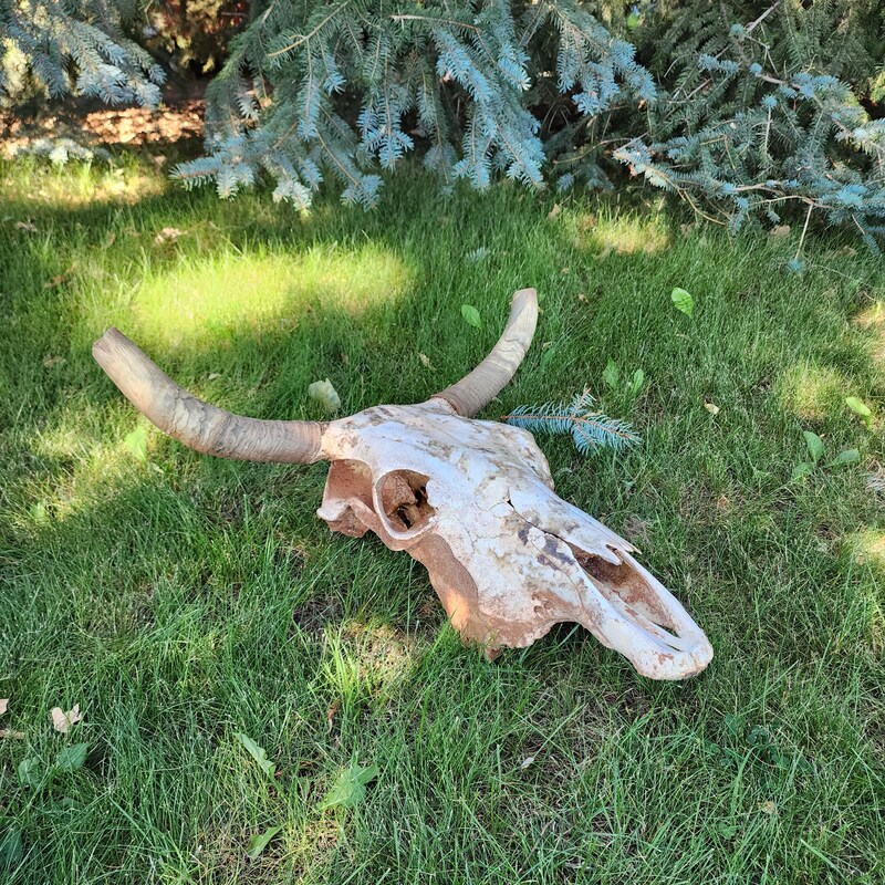 Real Animal Skull - Etsy