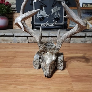 Weird Taxidermy, Real Deer/elk Skull Brown Antlers, Coues Deer, Vintage ...