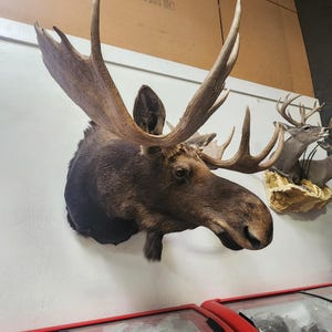 Huge Moose Taxidermy Mount, FREE SHIPPING, Moose Decor, Real Moose ...