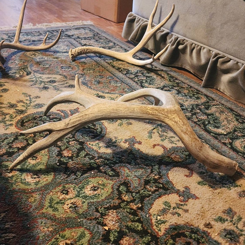 Deer Antler Decor - Etsy