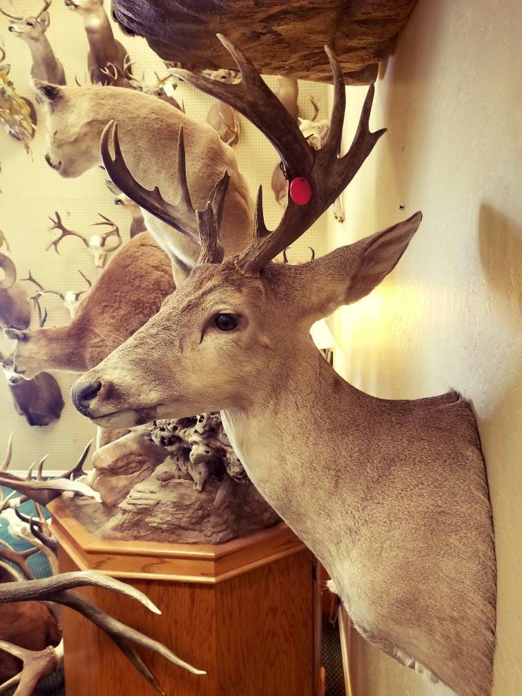 Vintage Coues Deer Mount Antlers, Whitetail Shed Antlers. Taxidermy ...