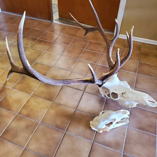 Elk Skull - Etsy