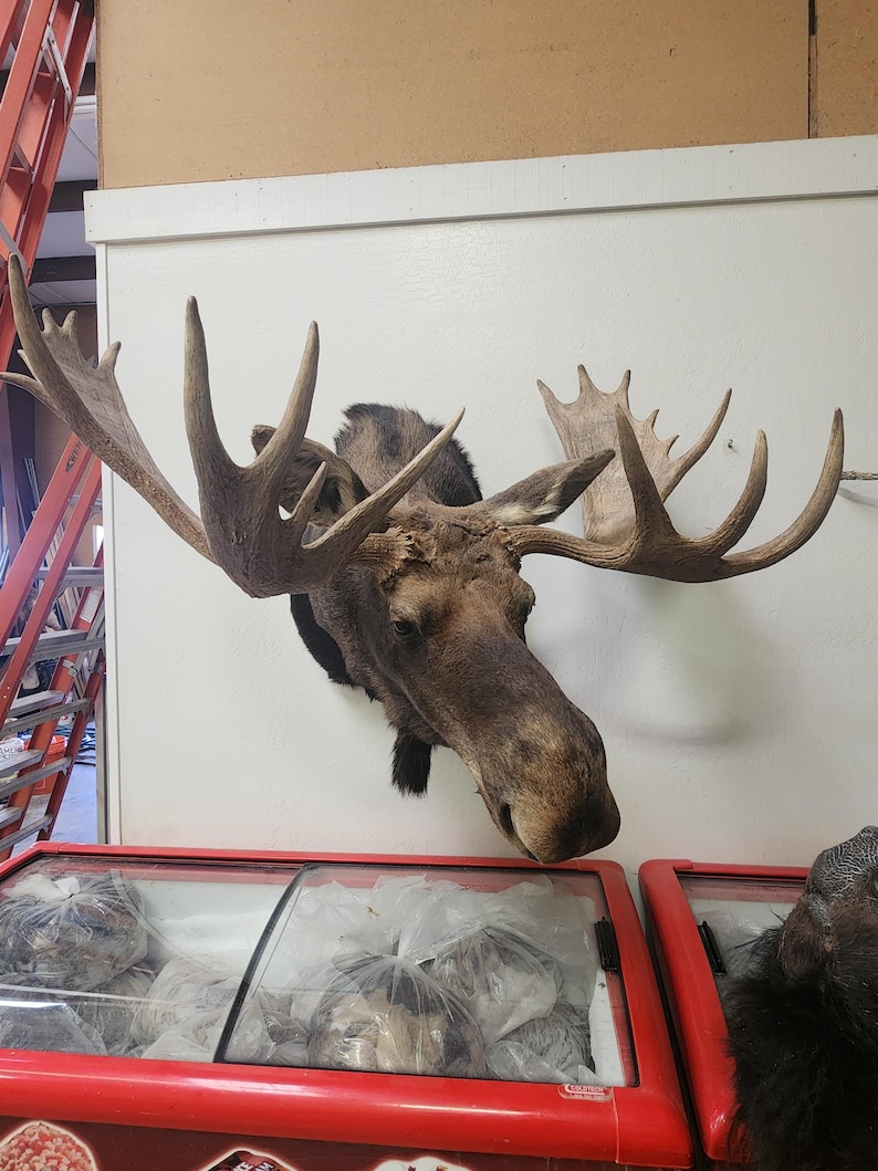 Alaskan Moose Taxidermy Shoulder Mount, Real Antlers, Log Cabin Decor ...