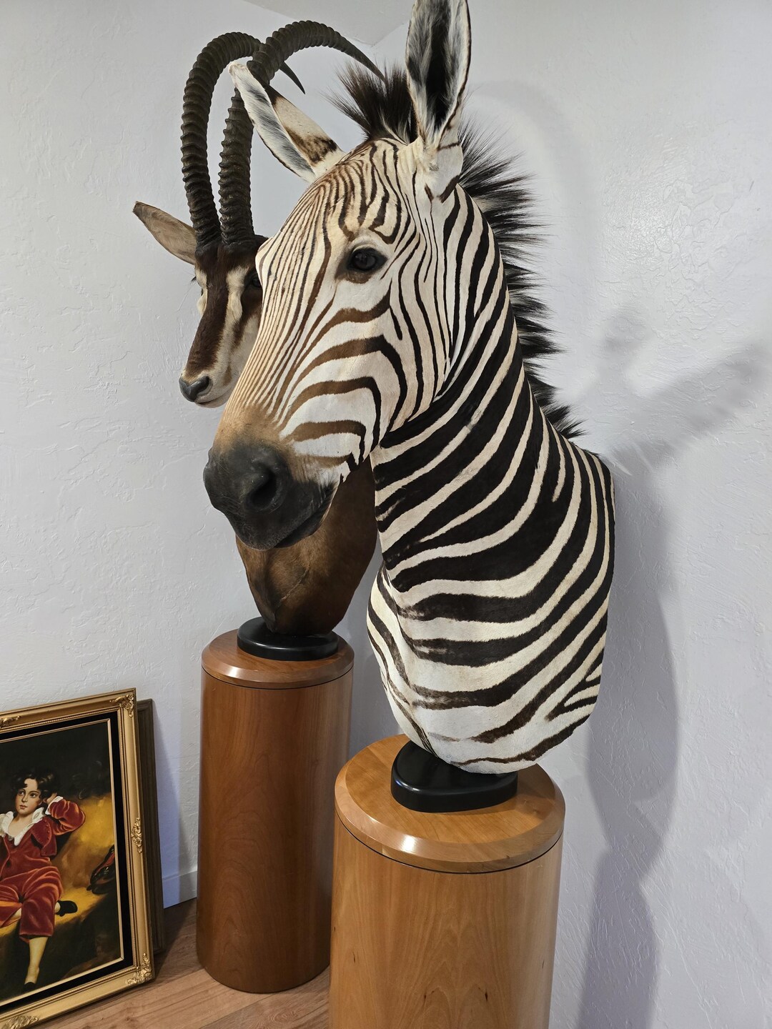 REAL Zebra Taxidermy Shoulder Mount, Zebra Taxidermy, Zebra Hide, Zebra ...