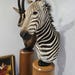 REAL Zebra Taxidermy Shoulder Mount, Zebra Taxidermy, Zebra Hide, Zebra ...