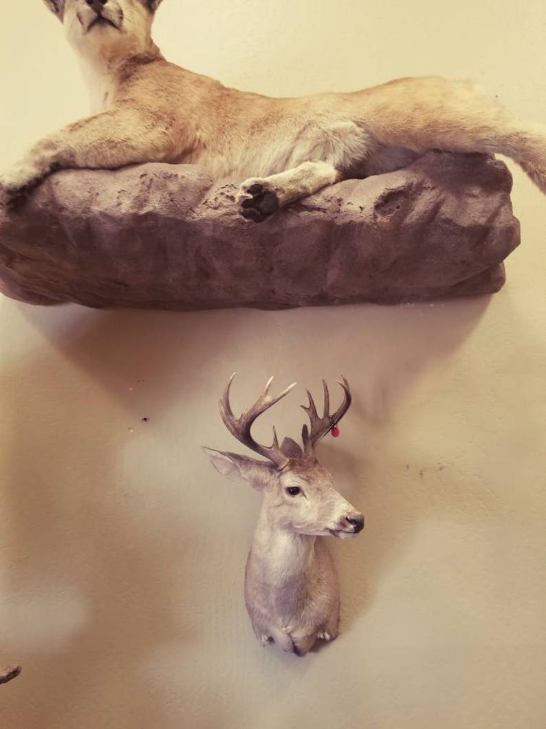 Vintage Coues Deer Mount Antlers Whitetail Shed Antlers. - Etsy