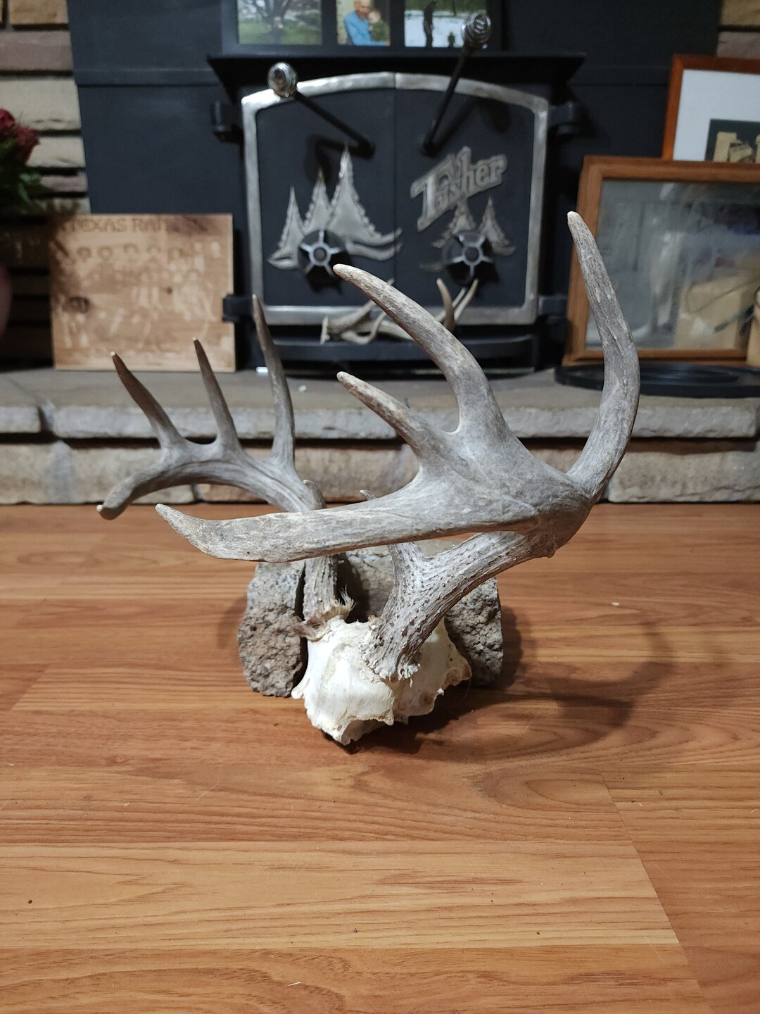 Weird Taxidermy, Real Deer/elk Skull Brown Antlers, Large Coues Deer ...