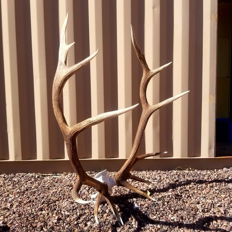 Wall Antlers - Etsy