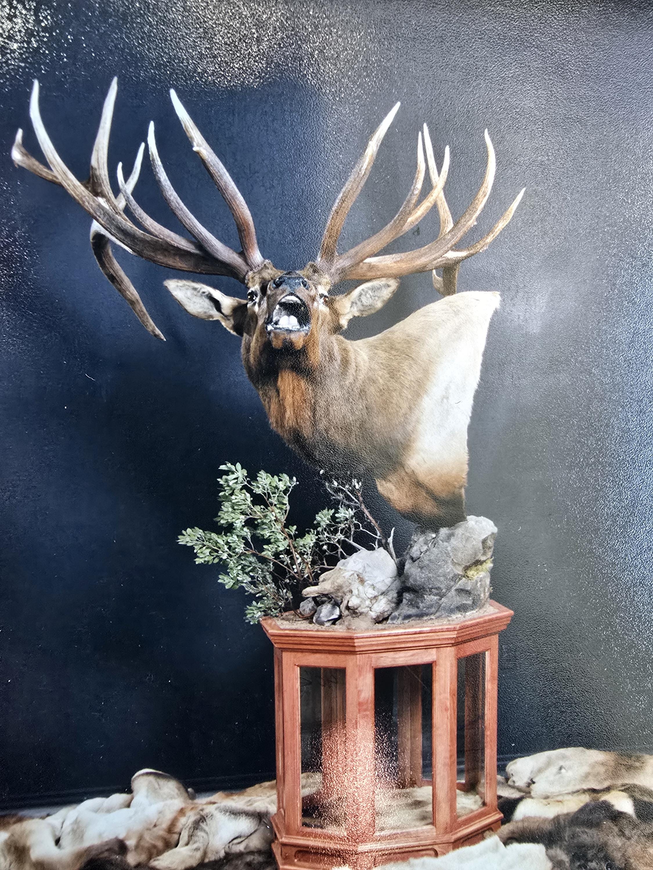 Rare World Record Mule Deer Taxidermy Full Body Mount - Etsy