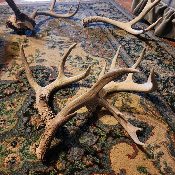 Deer Antler Decor - Etsy
