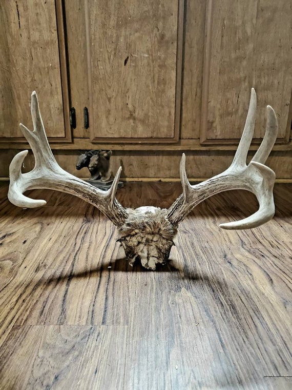 Weird Taxidermy REAL Coues Deer Antlers Real Animal Skulls | Etsy
