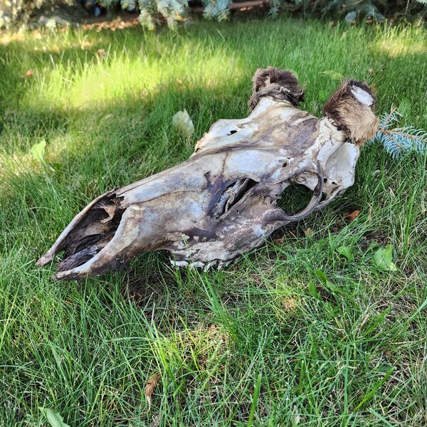 Real Animal Skull - Etsy