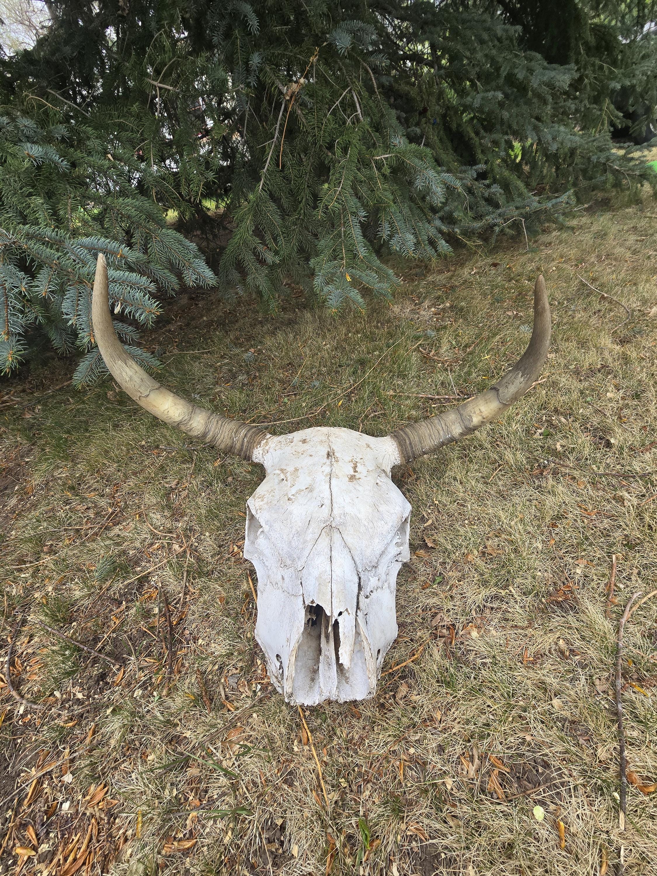 Real Animal Skull, Steer SKULL Taxidermy, Curiosity, Longhorn Skull ...