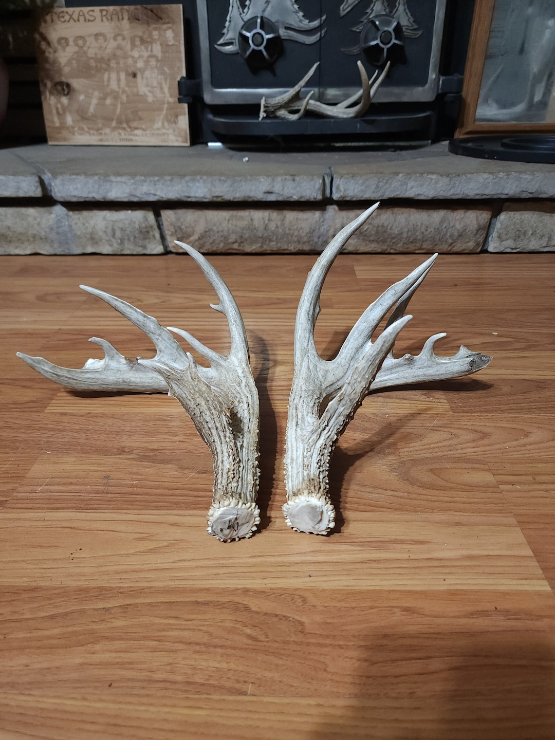 Real Deer Antler Set, Real Deer/elk Brown Antlers, Nontypical Coues ...