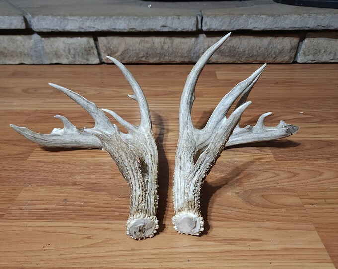 Real Deer Antler Set, Real Deer/elk Brown Antlers, Nontypical Coues ...