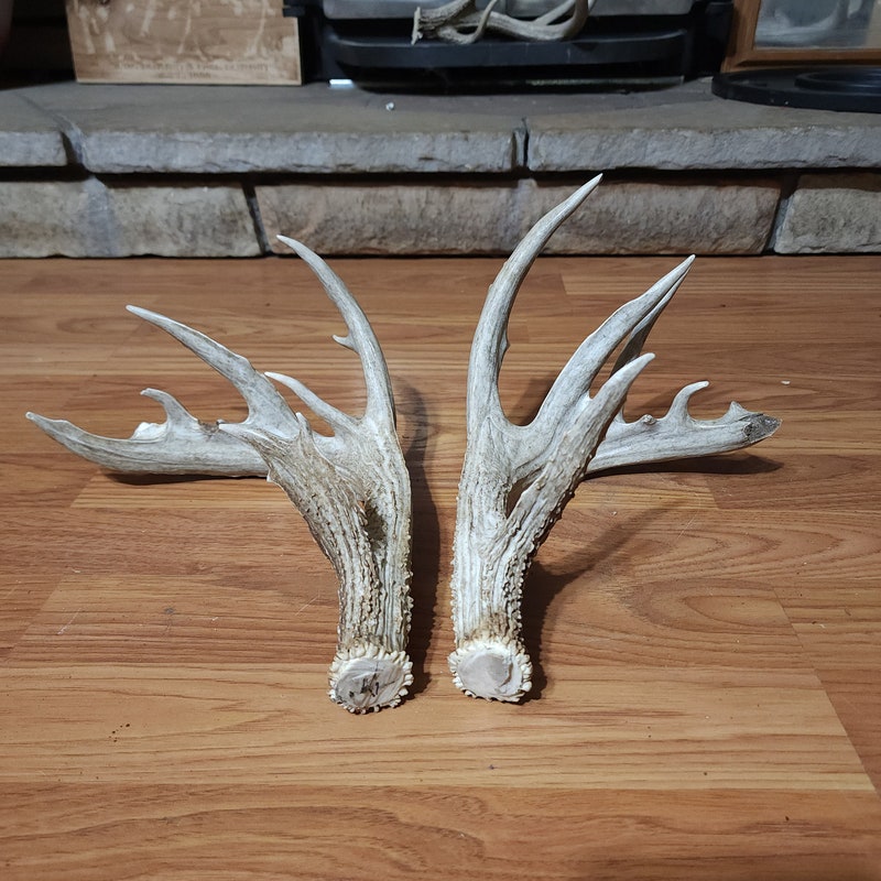 Real Deer Antlers - Etsy