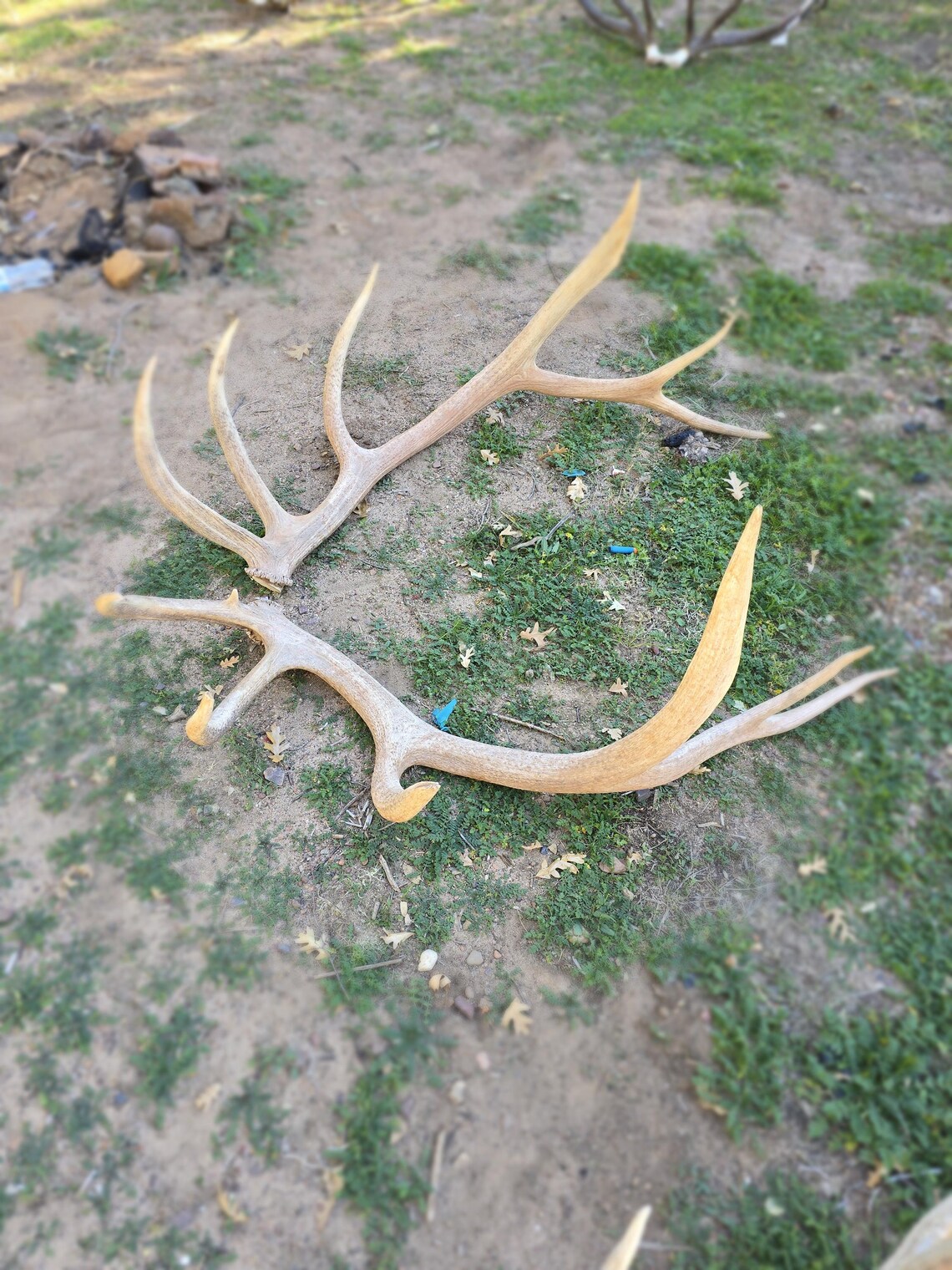 HUGE Elk Antler SET, 360 Class Shed Antlers, Matching Pair, European ...