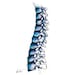 Spine Art Watercolor and Ink Anatomy Art Back Vertebrae Wall Art for ...